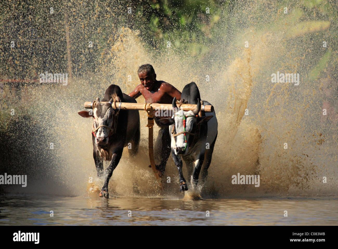 maramadi or cattle race in palakad,kerala,India Stock Photo - Alamy