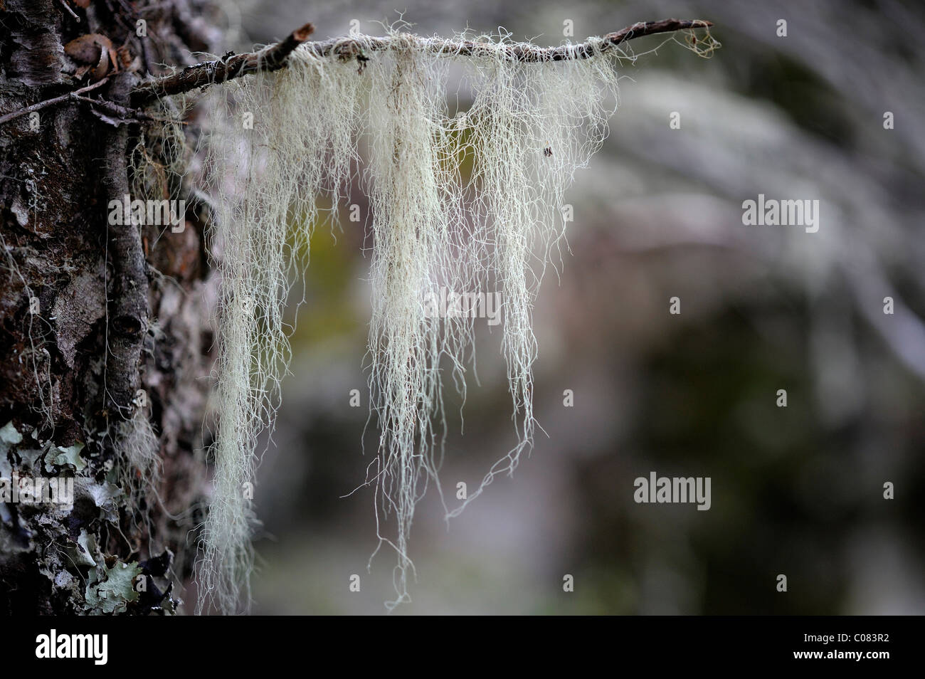 Beard moss (Usnea) on tree, Ushuaia, Tierra del Fuego, Patagonia ...