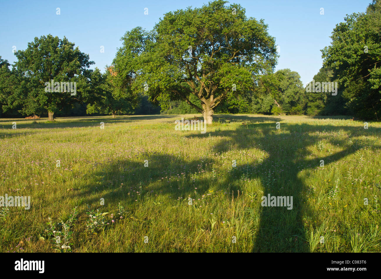 Shadow of an Oak Tree (Quercus Stock Photo - Alamy