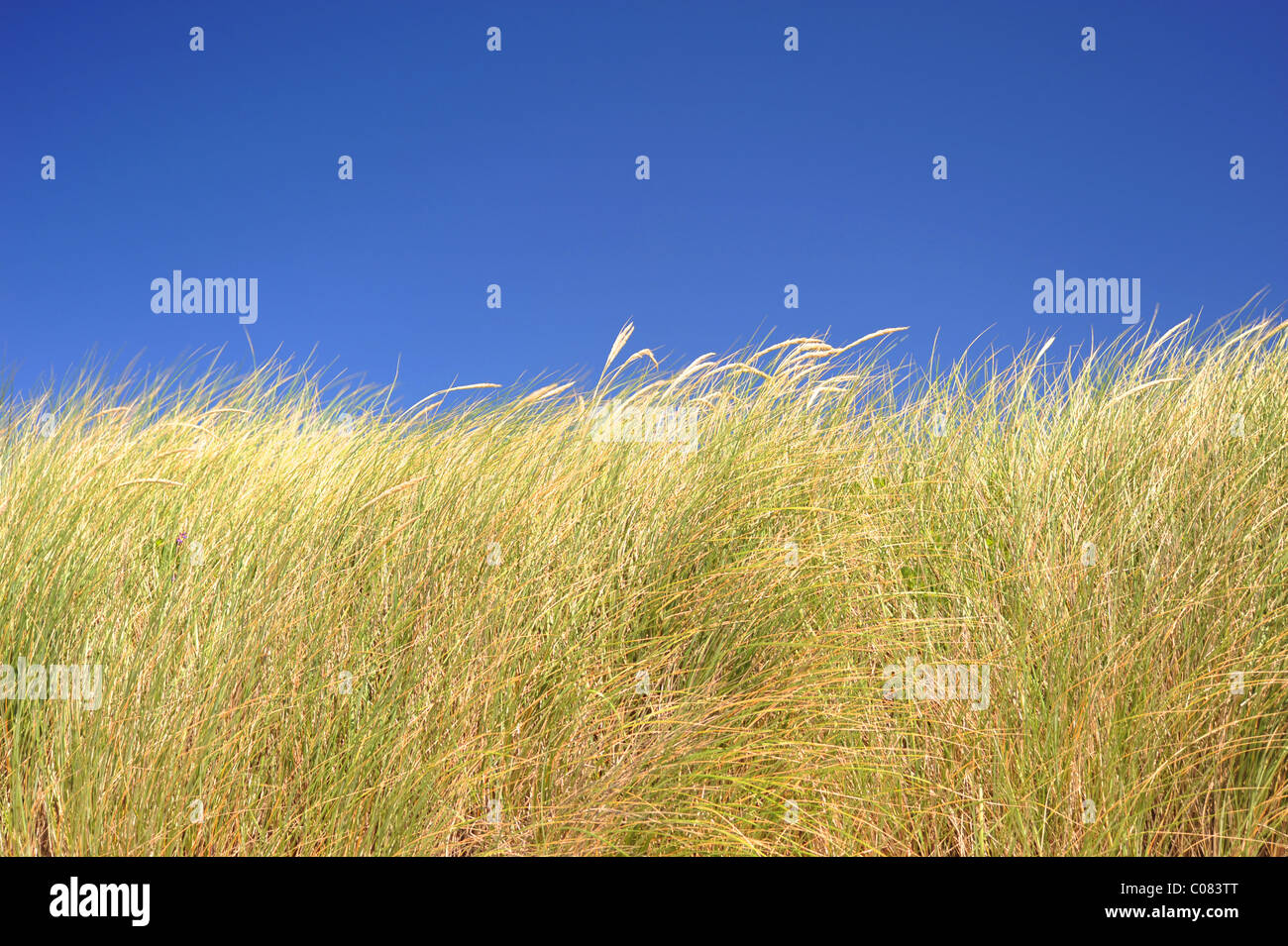 Dune Grasses against a blue sky Stock Photo - Alamy