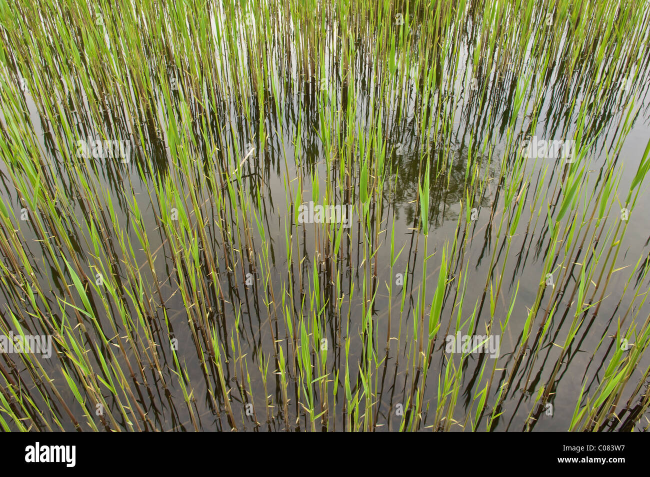 Reeds and a pond hi-res stock photography and images - Alamy
