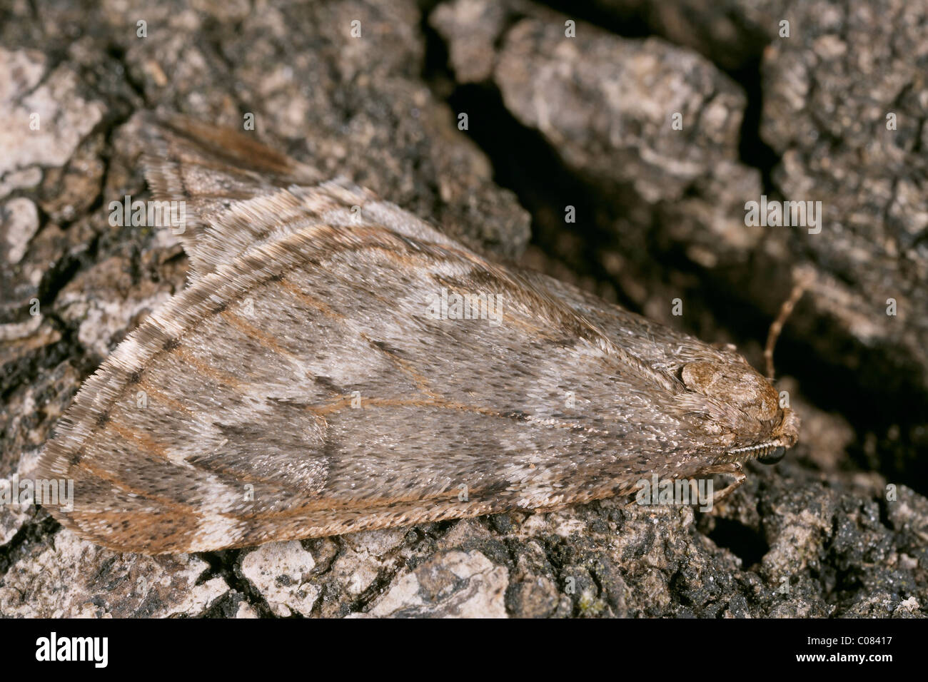 March moth hi-res stock photography and images - Alamy