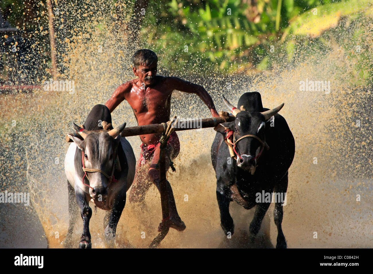 maramadi or cattle race in palakad,kerala,India Stock Photo - Alamy