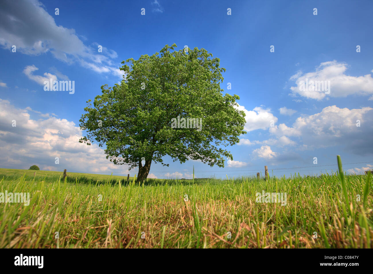 Limes on a lime tree hi-res stock photography and images - Alamy