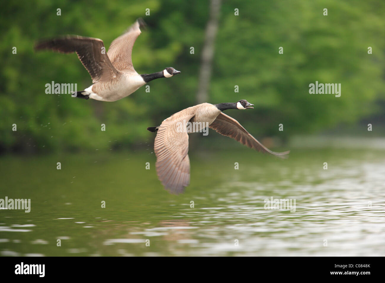Canada goose flying over water hi-res stock photography and images - Alamy