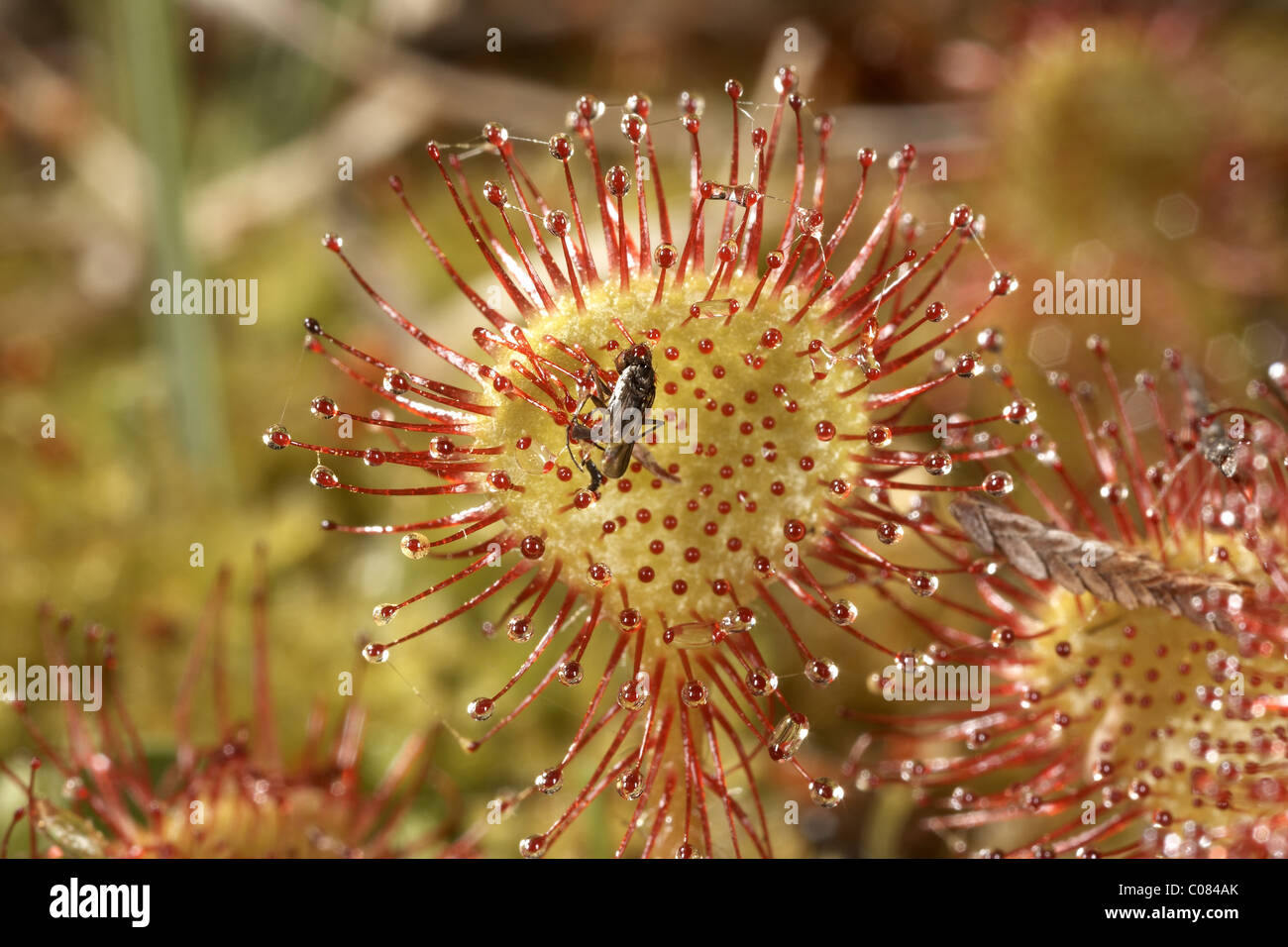 Sundew plant hi-res stock photography and images - Alamy