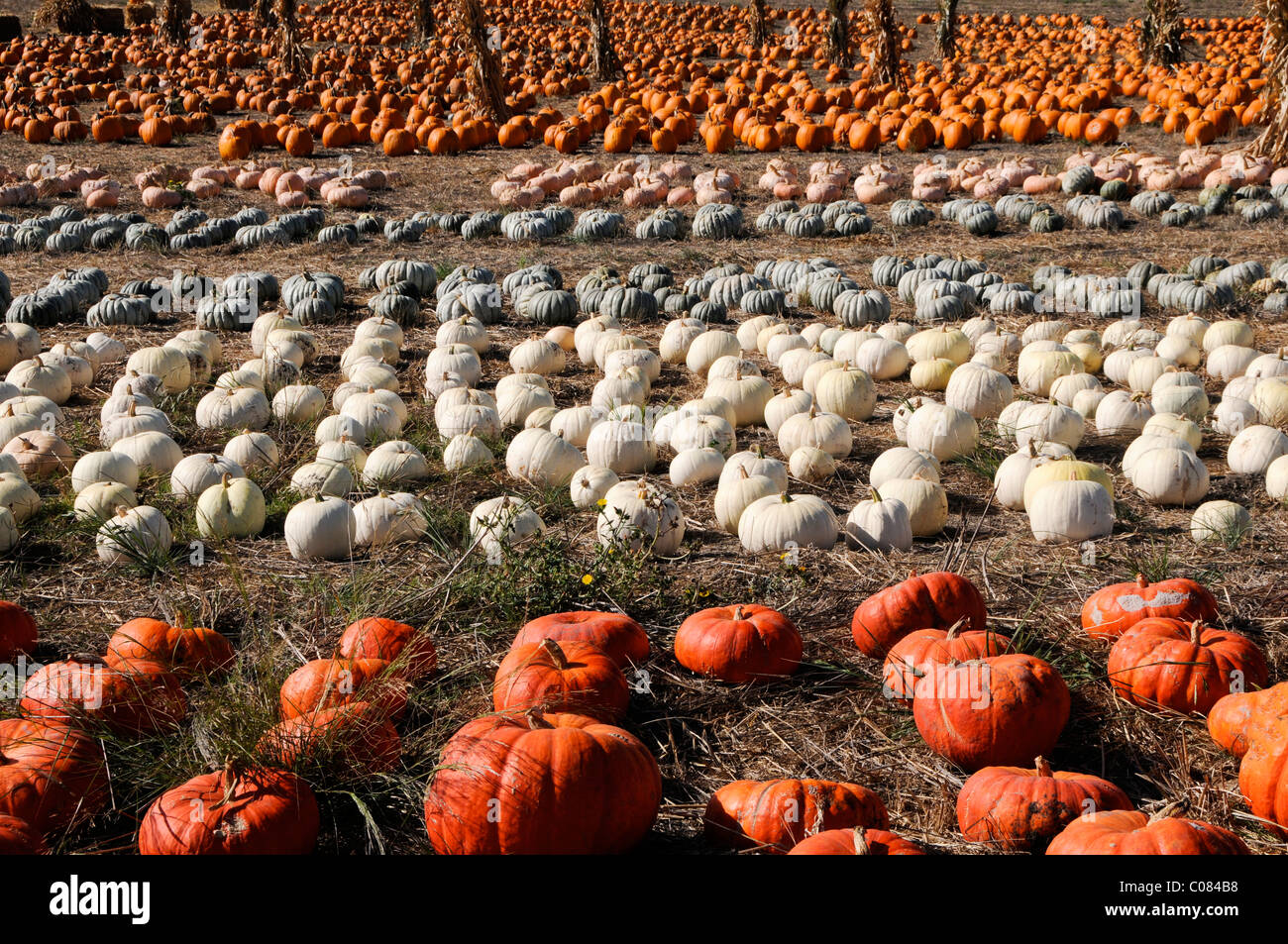 Field of Pumpkins Stock Photo - Alamy