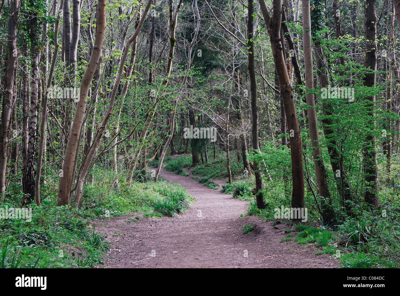 A path leading throught the wood at Greyfield Wood, Somerset, UK April ...