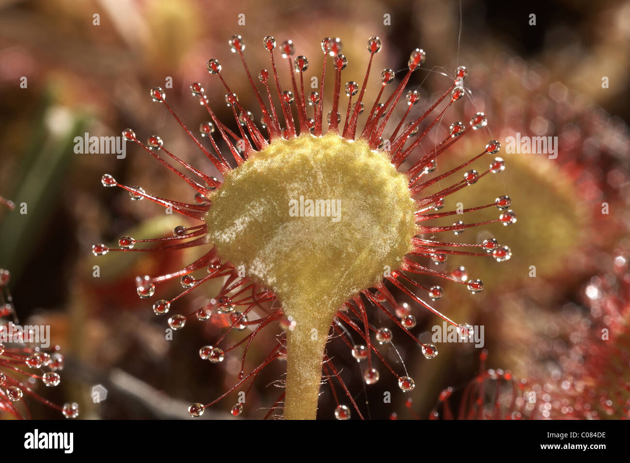 Sundew plant hi-res stock photography and images - Alamy
