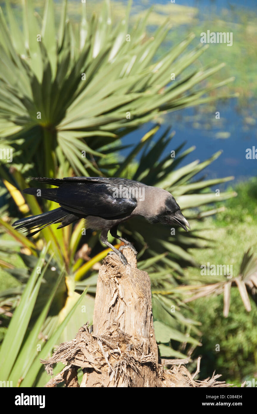 Crow perching on a tree stump, Tirupati, Andhra Pradesh, India Stock ...