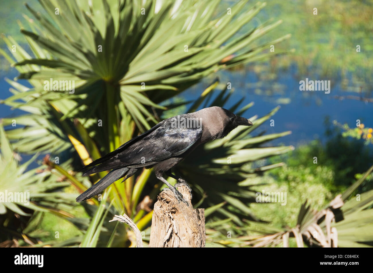 Crow perching on a tree stump, Tirupati, Andhra Pradesh, India Stock ...