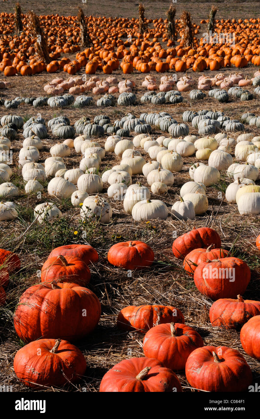 Field of Pumpkins Stock Photo - Alamy