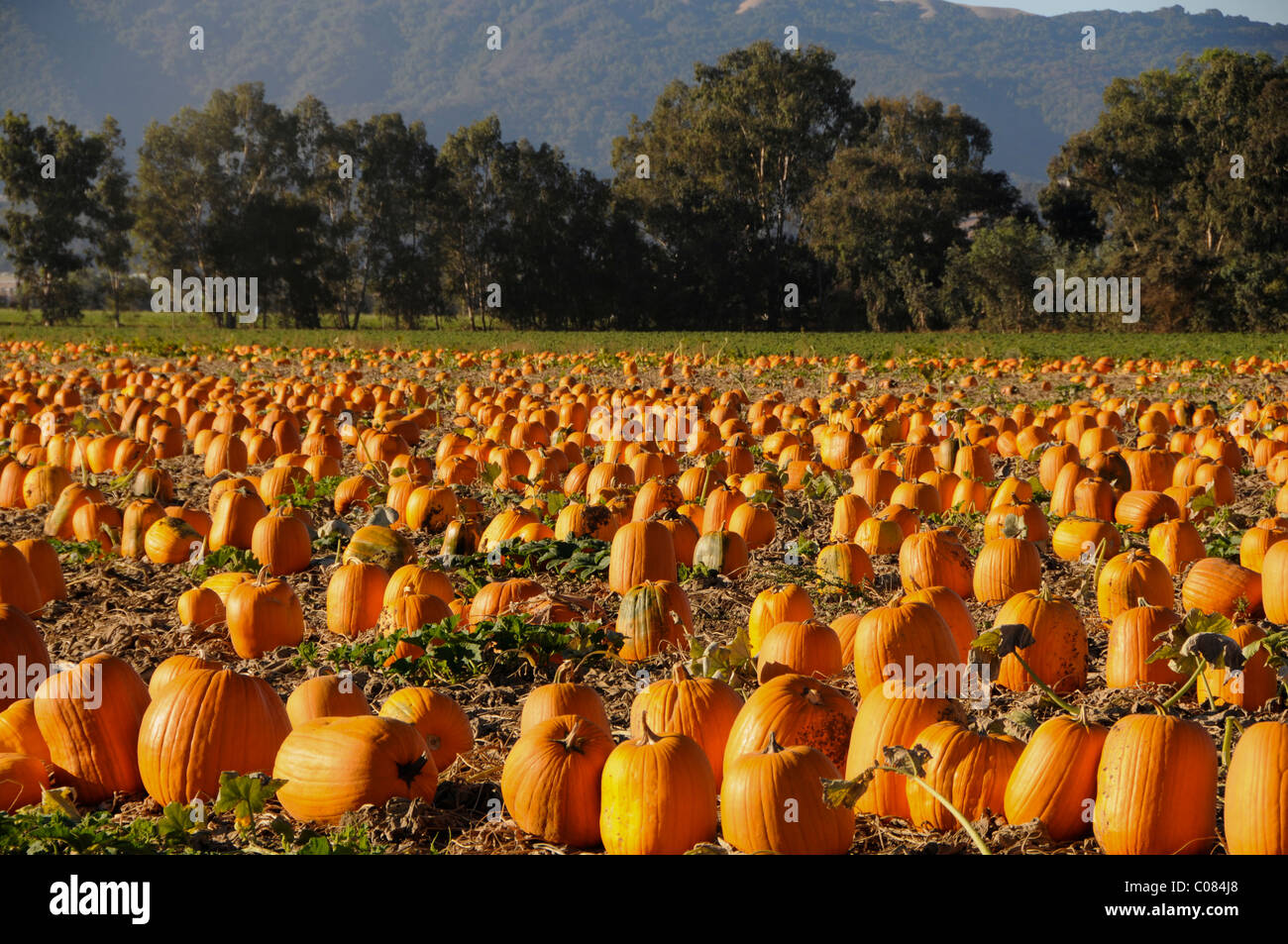 Field of Pumpkins Stock Photo - Alamy