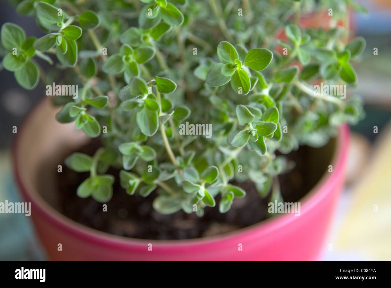 close-up plant origanum, origan, spice, spices, aromatic herbs Stock ...