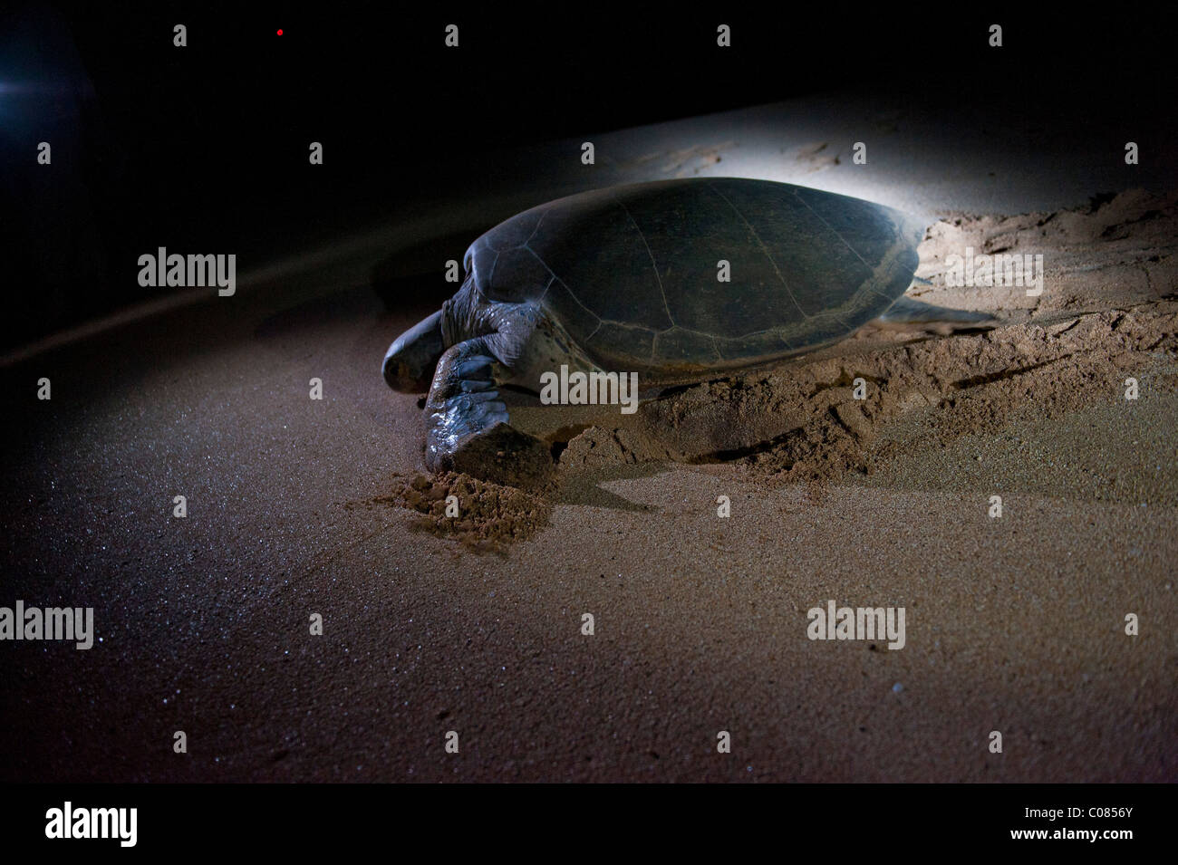 green sea turtle nesting area on beach Ascension Island South Atlantic ...