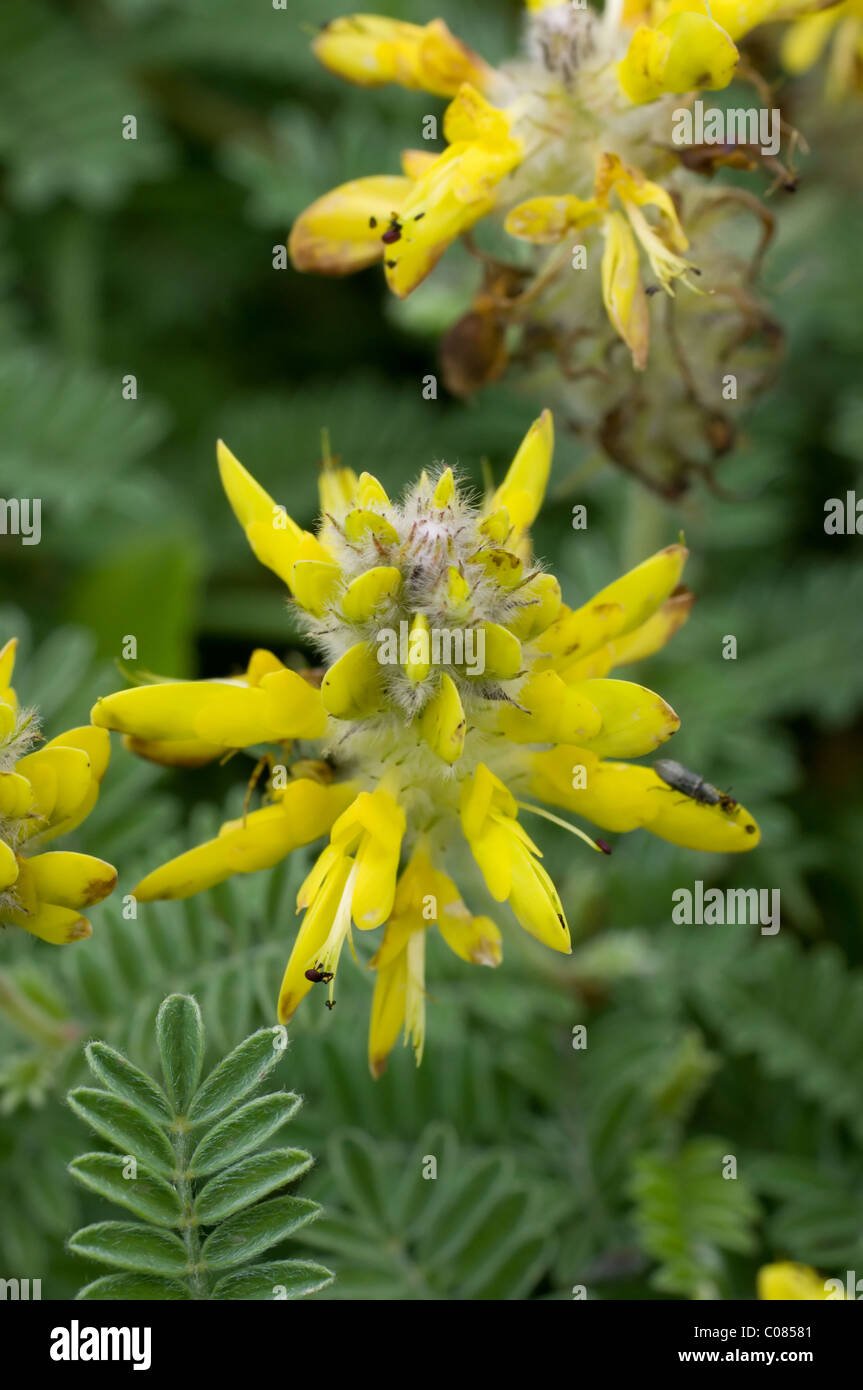 Dalea hi-res stock photography and images - Alamy