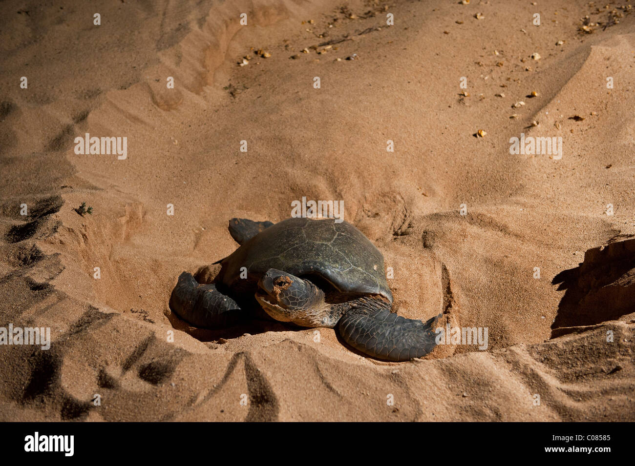 green sea turtle nesting area on beach Ascension Island South Atlantic ...