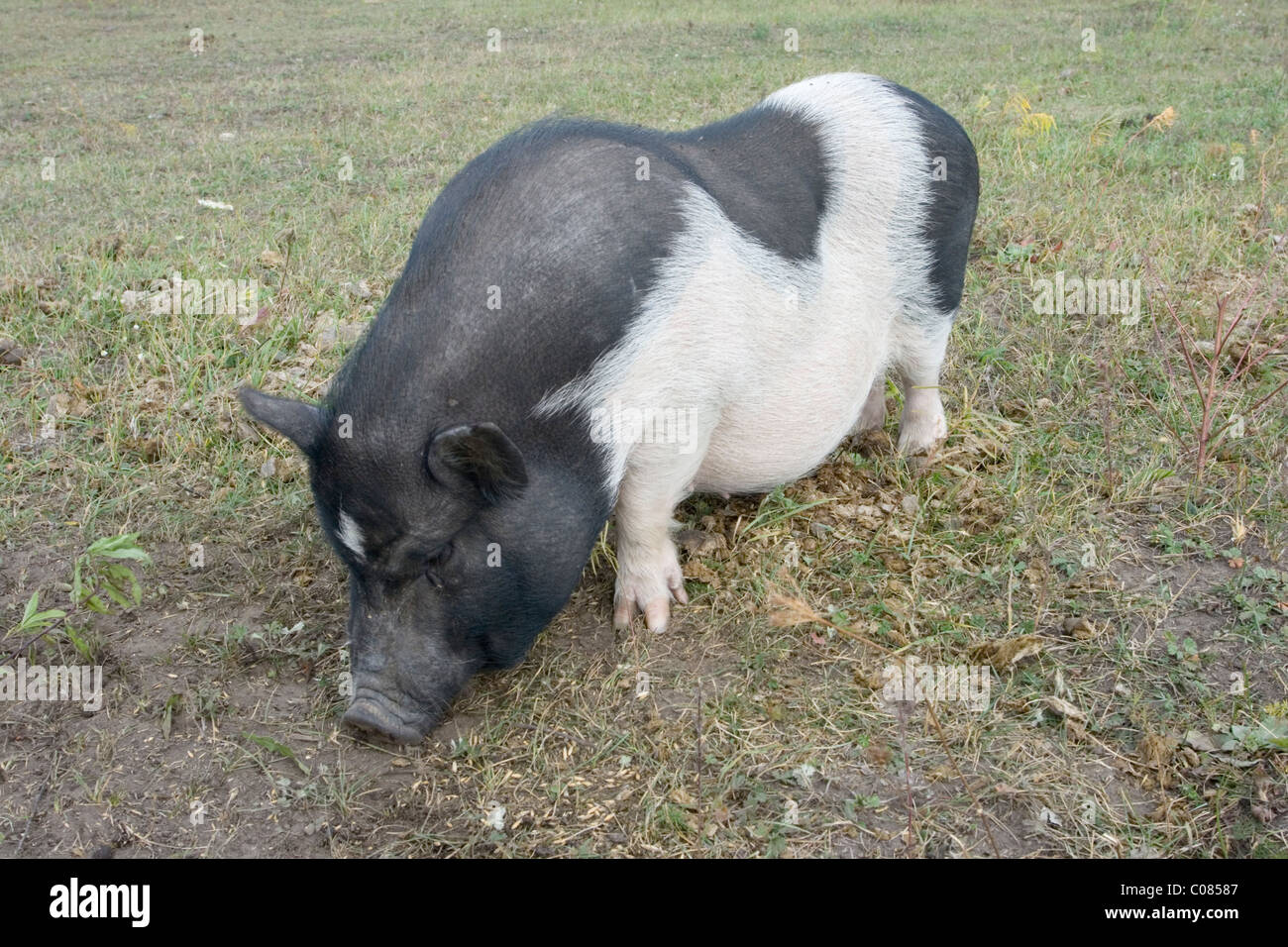 herbivorous a dwarfish pig of the Vietnamese breed Stock Photo - Alamy