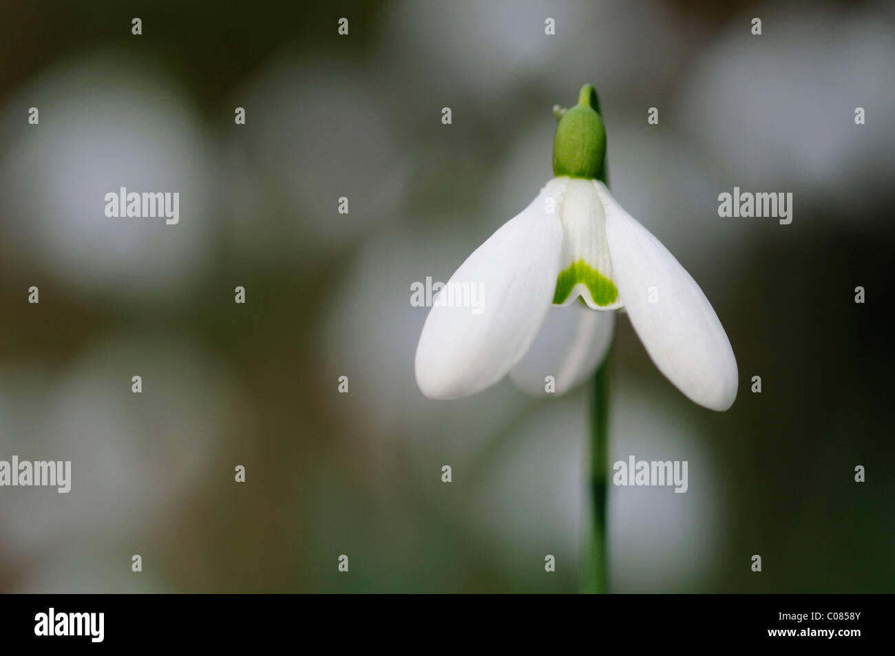 Types of snowdrop hi-res stock photography and images - Alamy