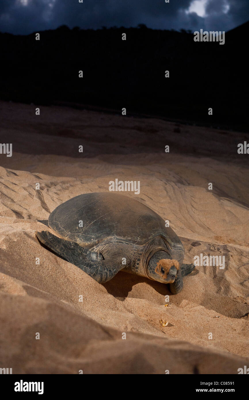 green sea turtle nesting area on beach Ascension Island South Atlantic ...