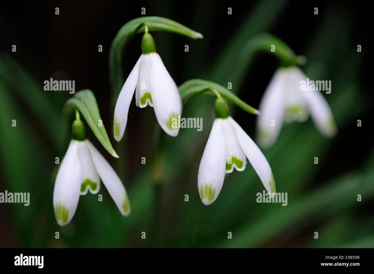 Types of snowdrop hi-res stock photography and images - Alamy