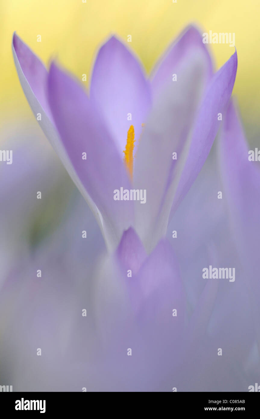 Tomasini s hi-res stock photography and images - Alamy