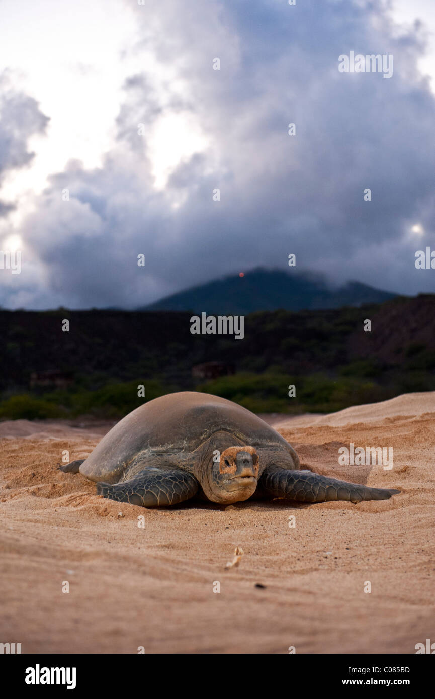 green sea turtle nesting area on beach Ascension Island South Atlantic ...