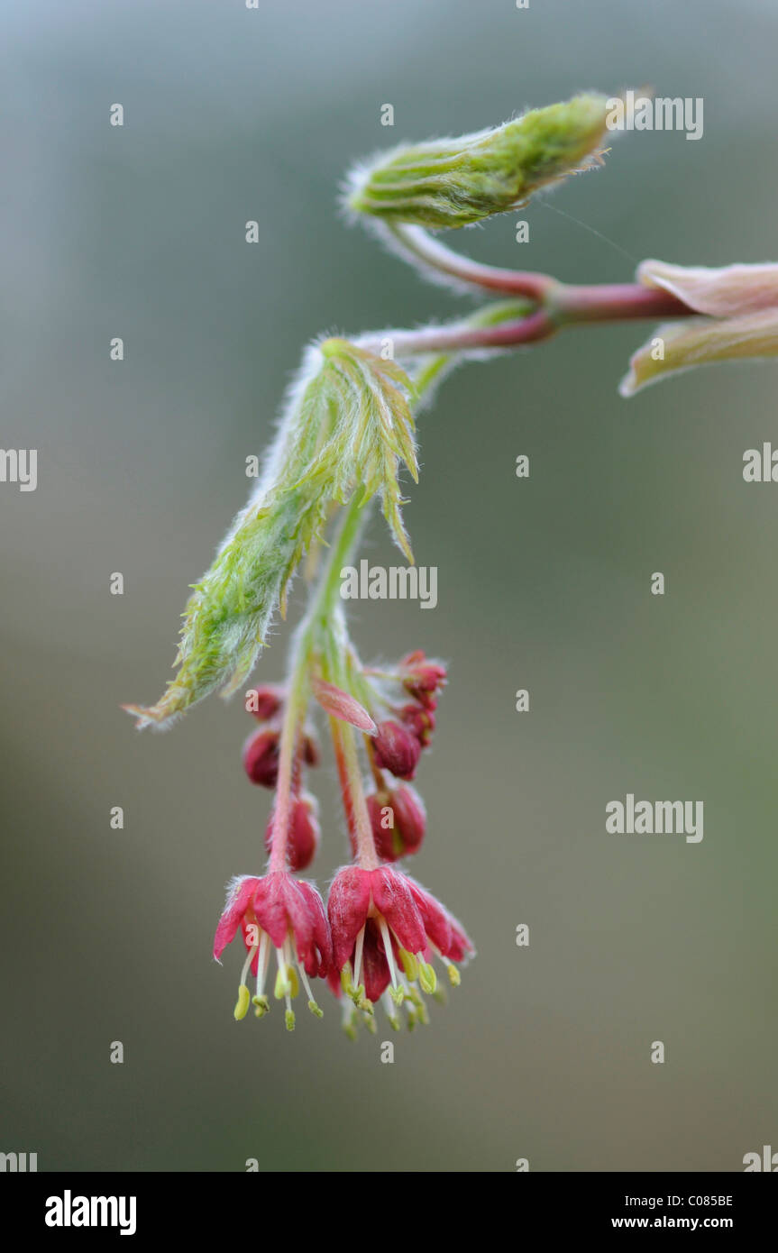 Budding Japanese Maple High Resolution Stock Photography and Images - Alamy