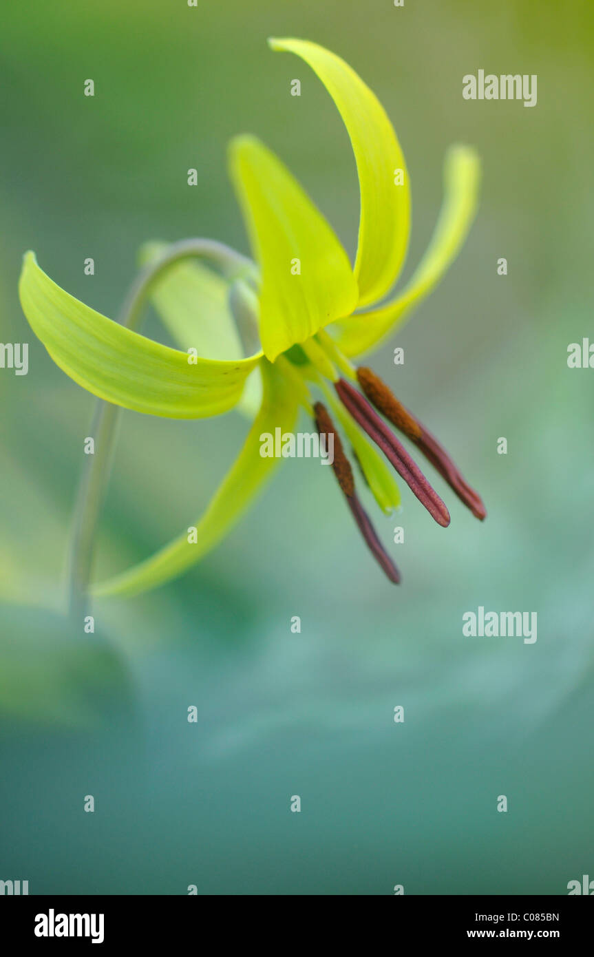 Types of yellow lilies hi-res stock photography and images - Alamy