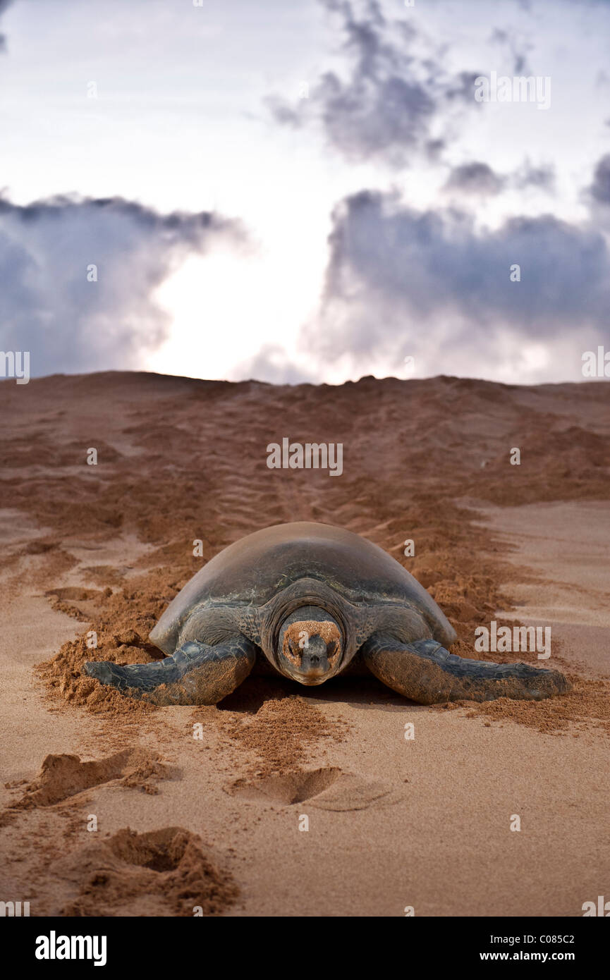 green sea turtle nesting area on beach Ascension Island South Atlantic ...