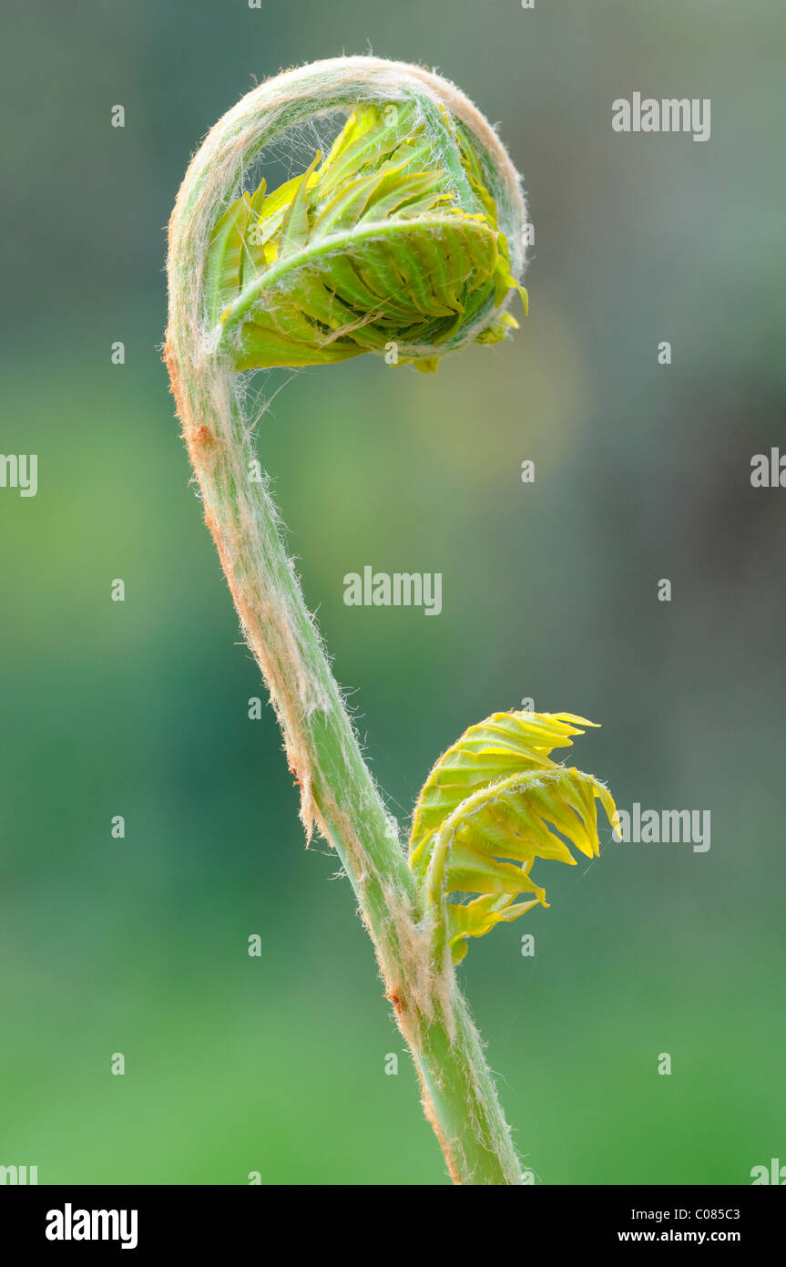 Royal fern (Osmunda regalis), sprouting Stock Photo - Alamy