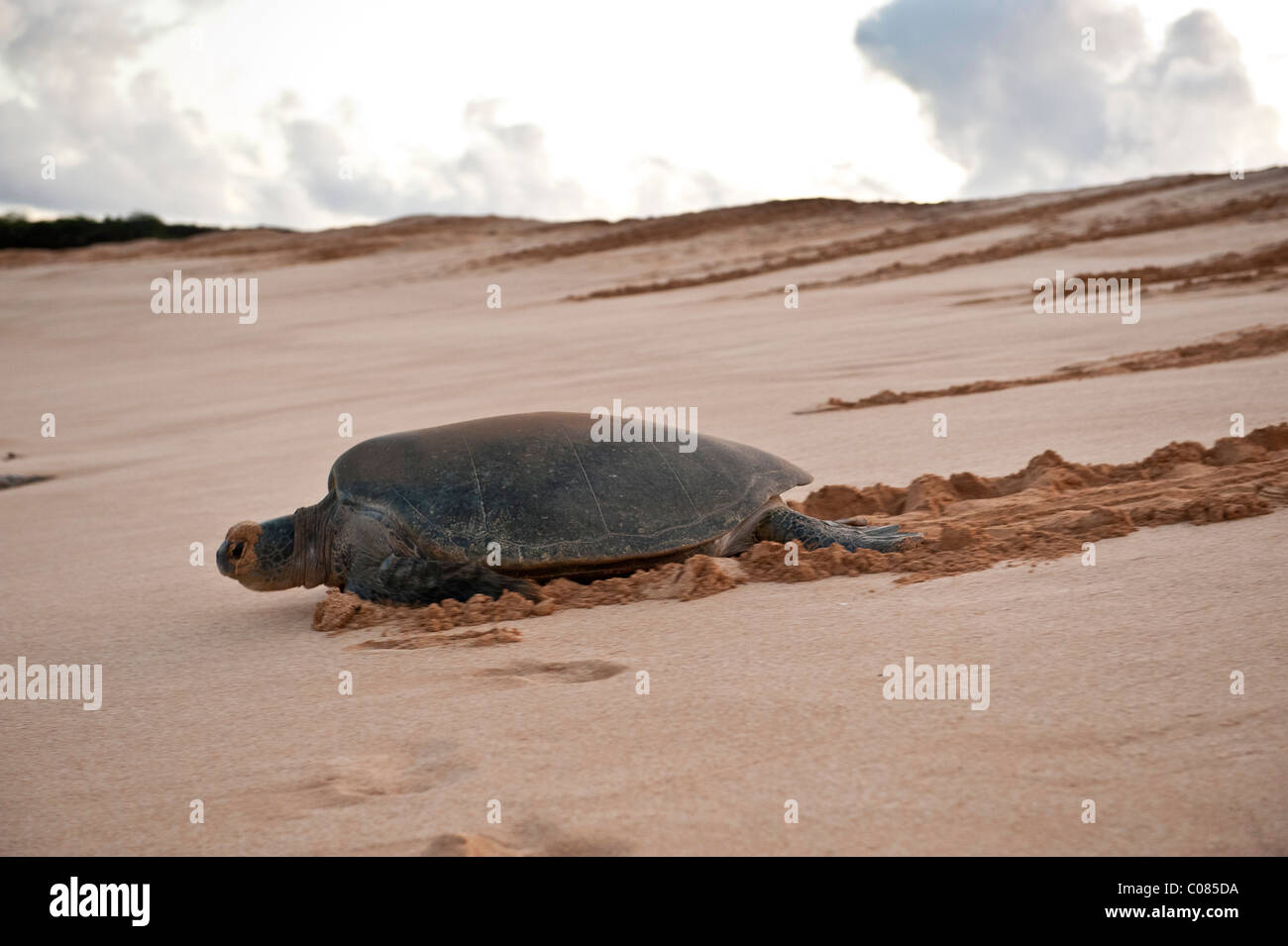 green sea turtle nesting area on beach Ascension Island South Atlantic ...