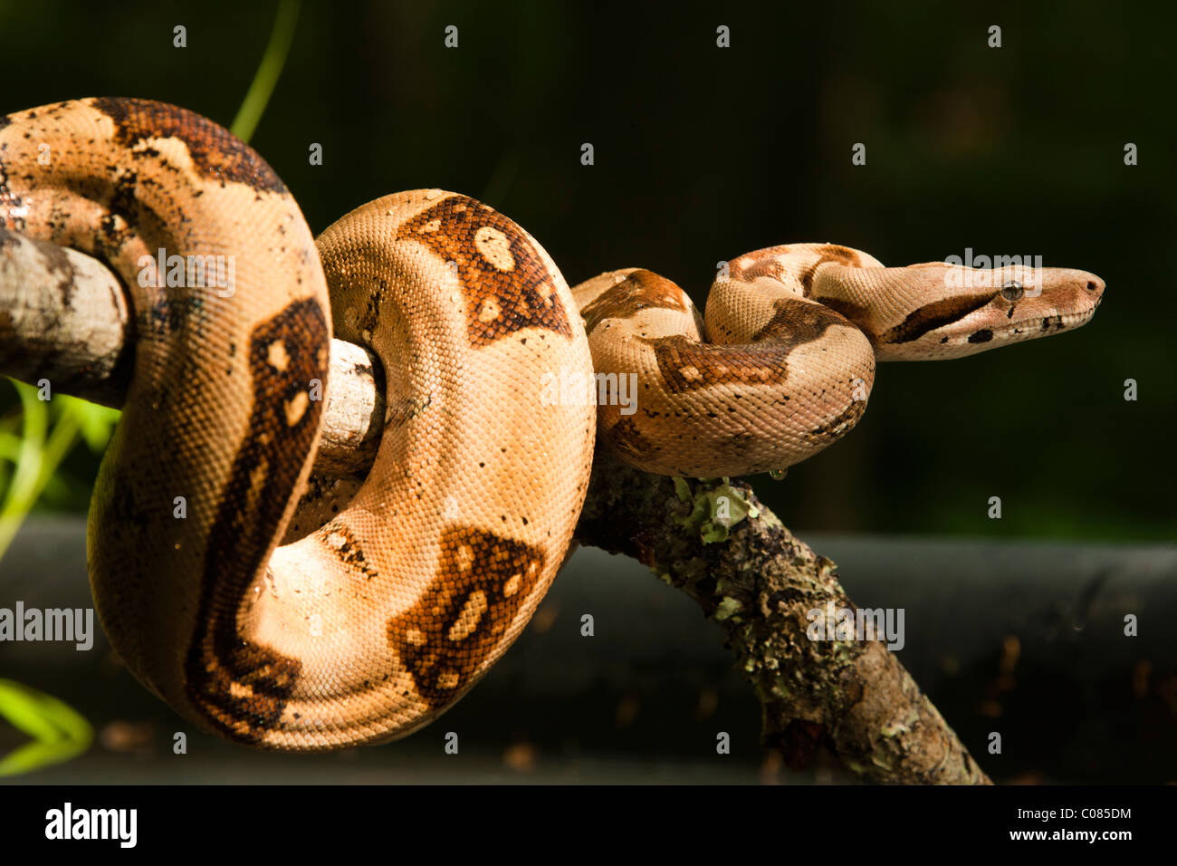 Boa constrictor hi-res stock photography and images - Alamy