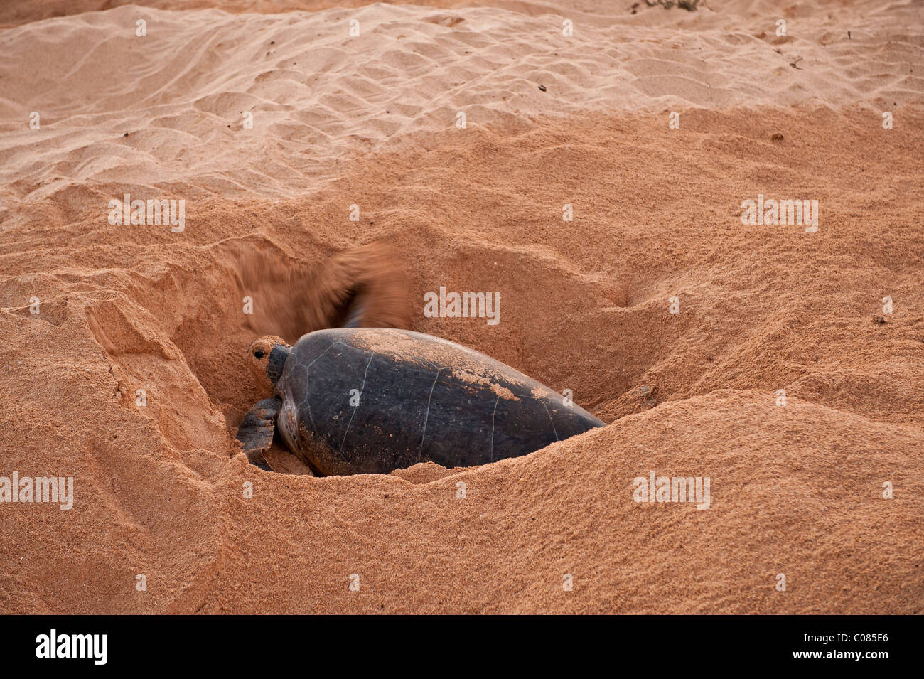 green sea turtle nesting area on beach Ascension Island South Atlantic ...