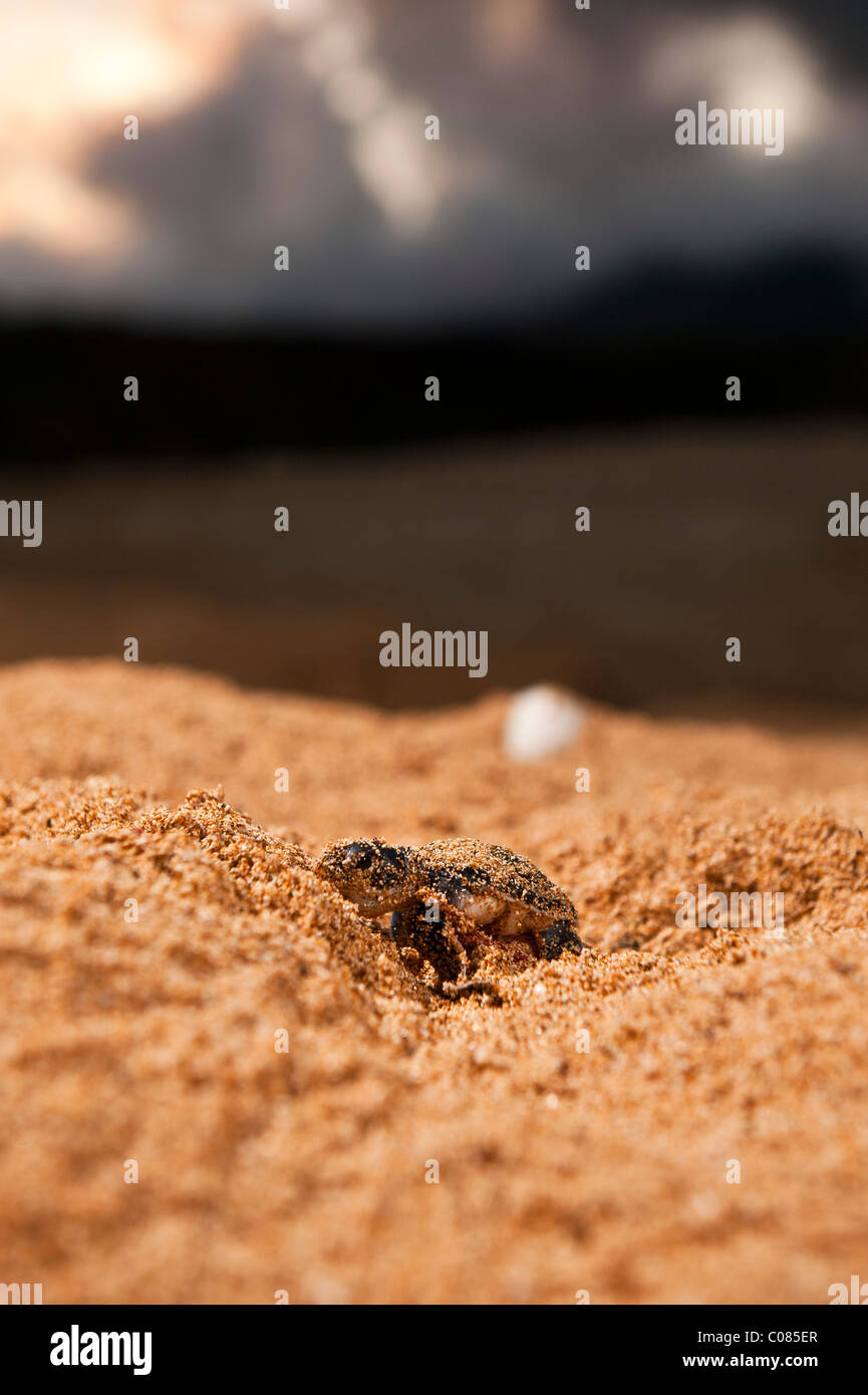 green sea turtle nesting area on beach Ascension Island South Atlantic ...