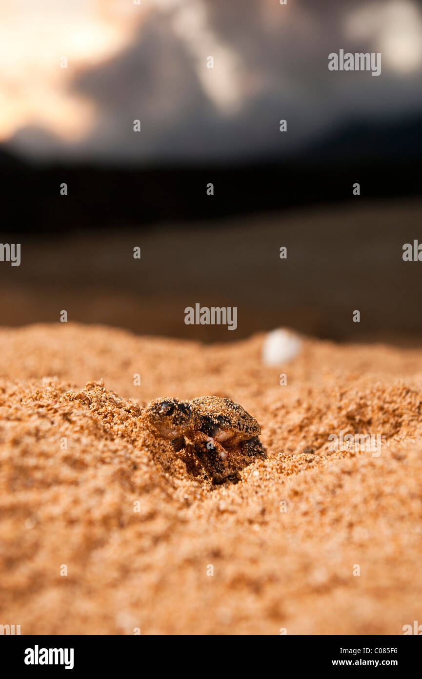 green sea turtle nesting area on beach Ascension Island South Atlantic ...