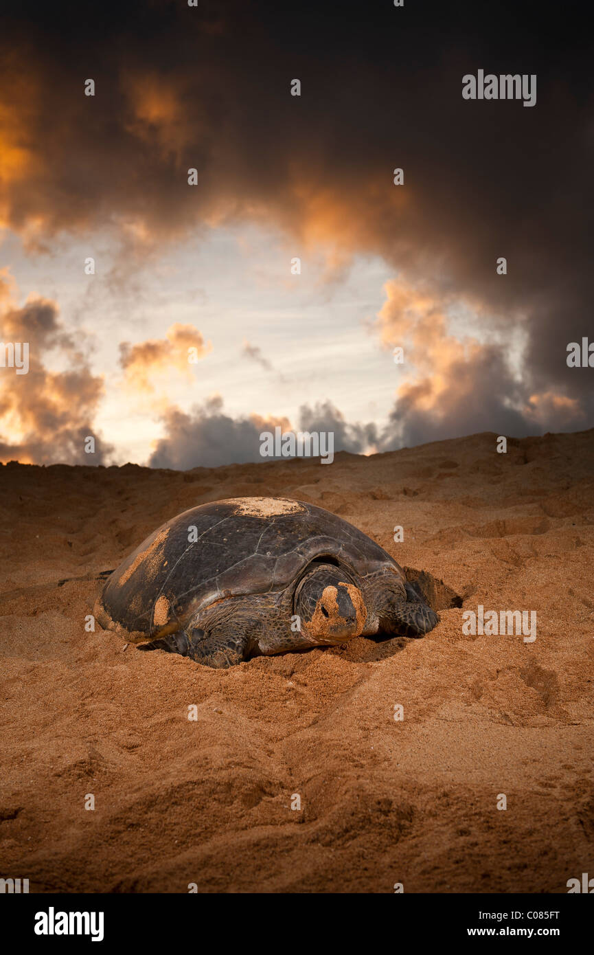 green sea turtle nesting area on beach Ascension Island South Atlantic ...