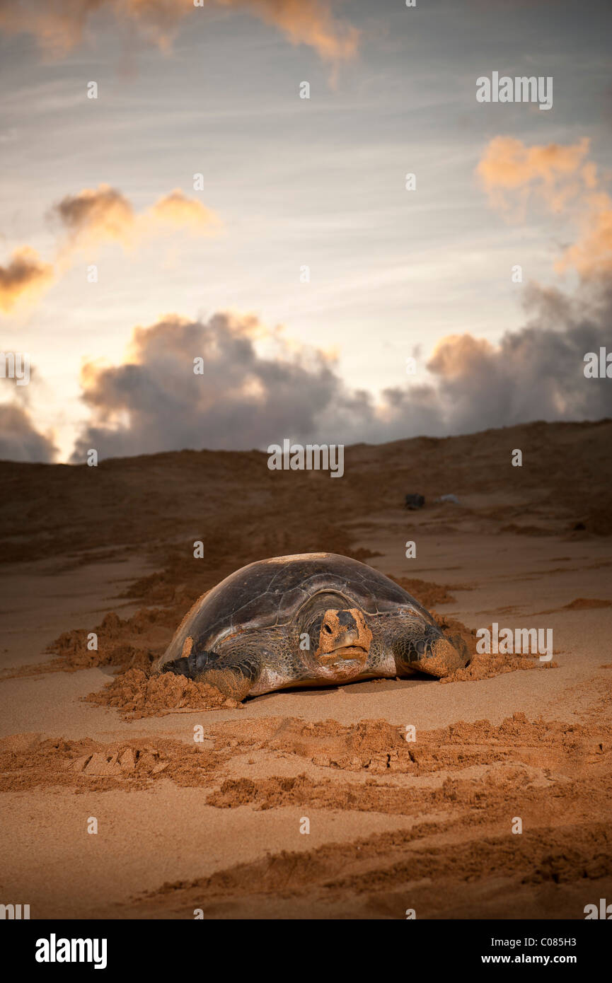 green sea turtle nesting area on beach Ascension Island South Atlantic ...