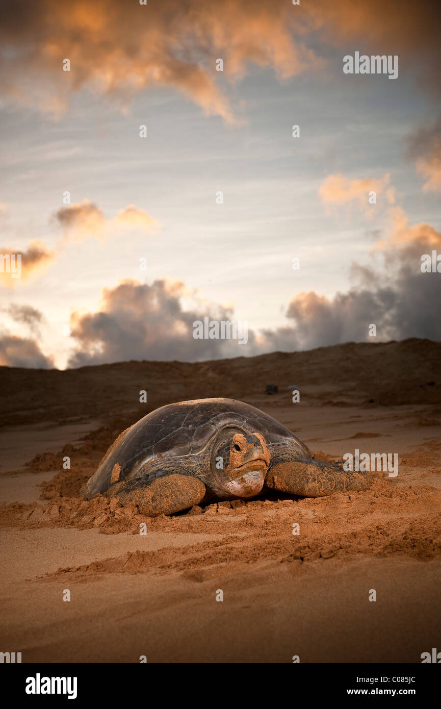 green sea turtle nesting area on beach Ascension Island South Atlantic ...
