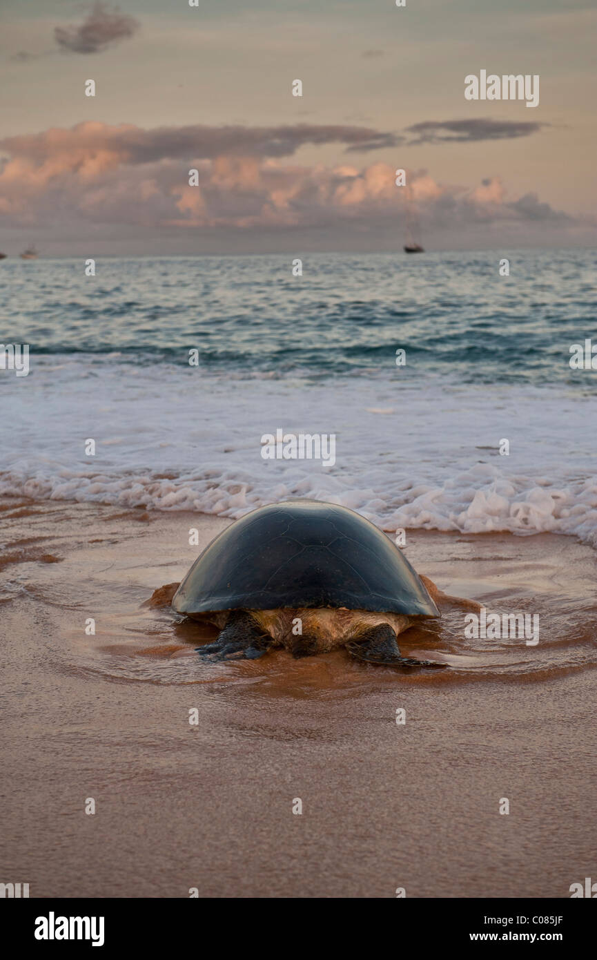 green sea turtle nesting area on beach Ascension Island South Atlantic ...