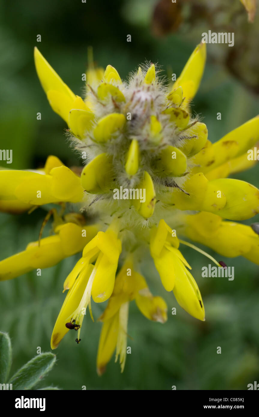 Dalea High Resolution Stock Photography and Images - Alamy