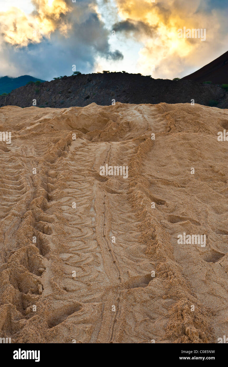 green sea turtle nesting area on beach Ascension Island South Atlantic ...