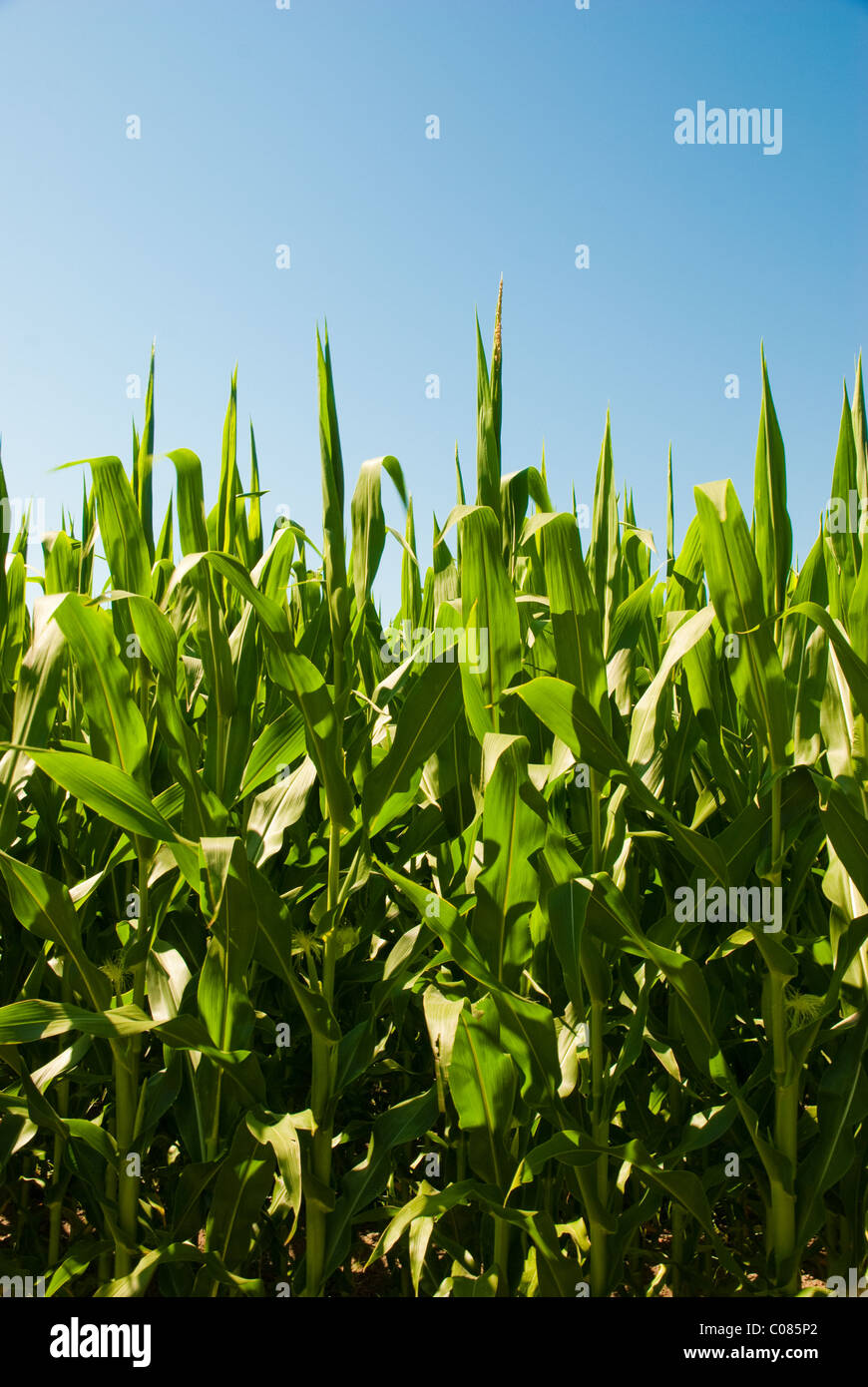 Perspective low view of a corn field on a sunny day Stock Photo - Alamy