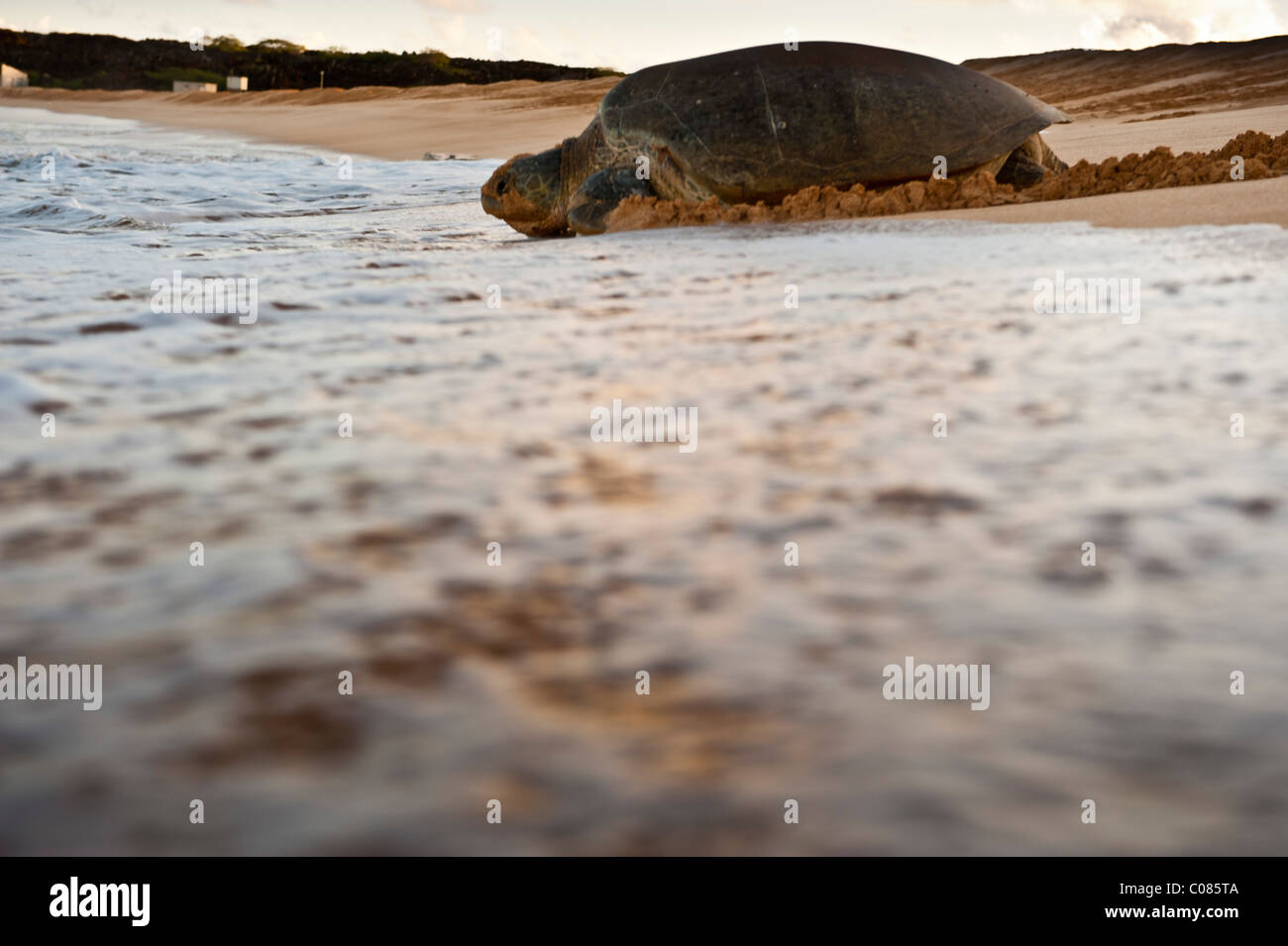 green sea turtle nesting area on beach Ascension Island South Atlantic ...