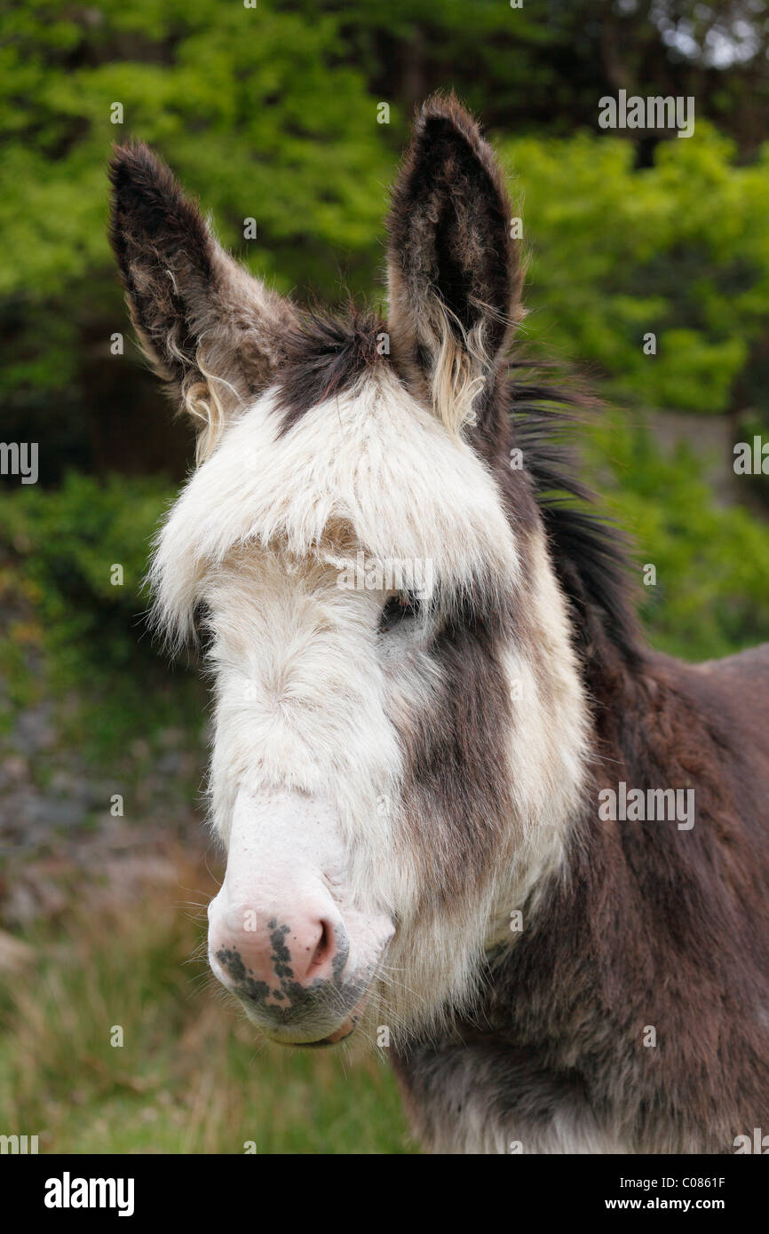 Donkey (Equus asinus), portrait, Ireland, British Isles, Europe Stock ...