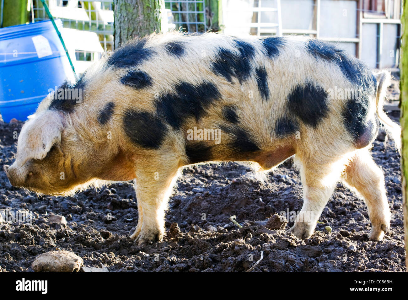 British black piglets hi-res stock photography and images - Alamy