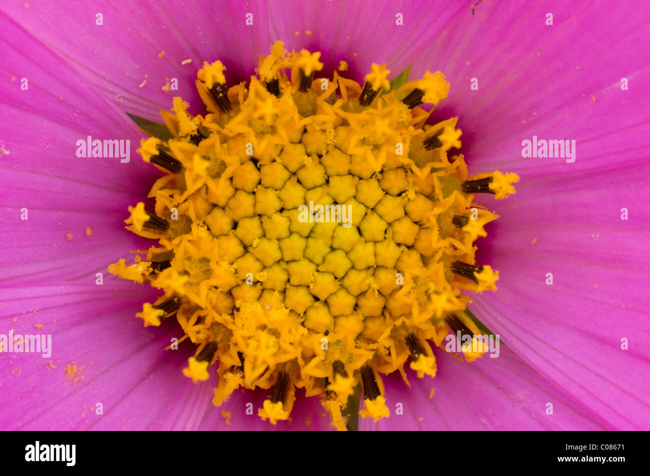 Mexican aster cosmos bipinnatus hi-res stock photography and images - Alamy