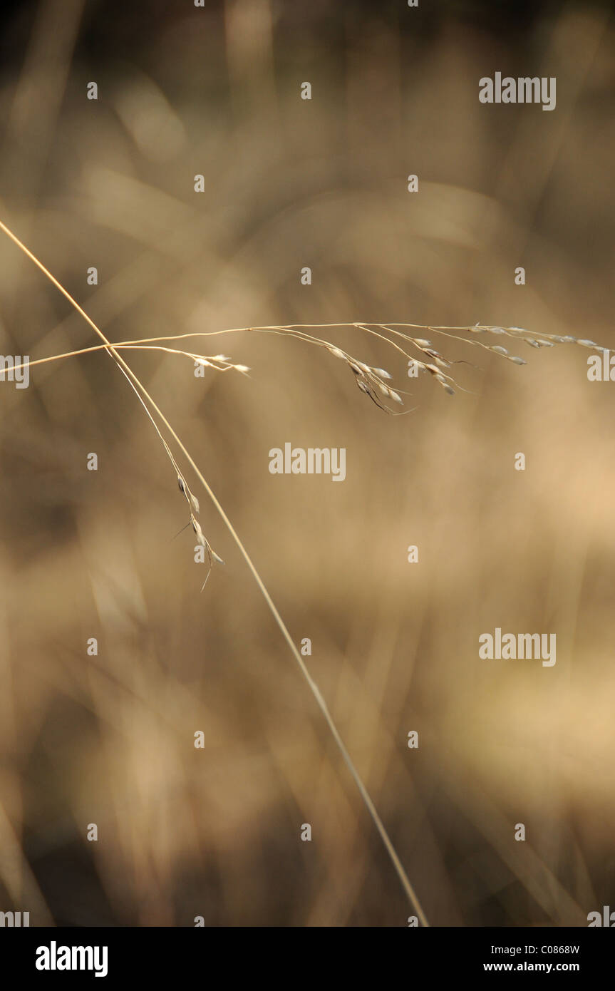 Native grasses grows along Gardner Canyon Creek, Santa Rita Mountains ...