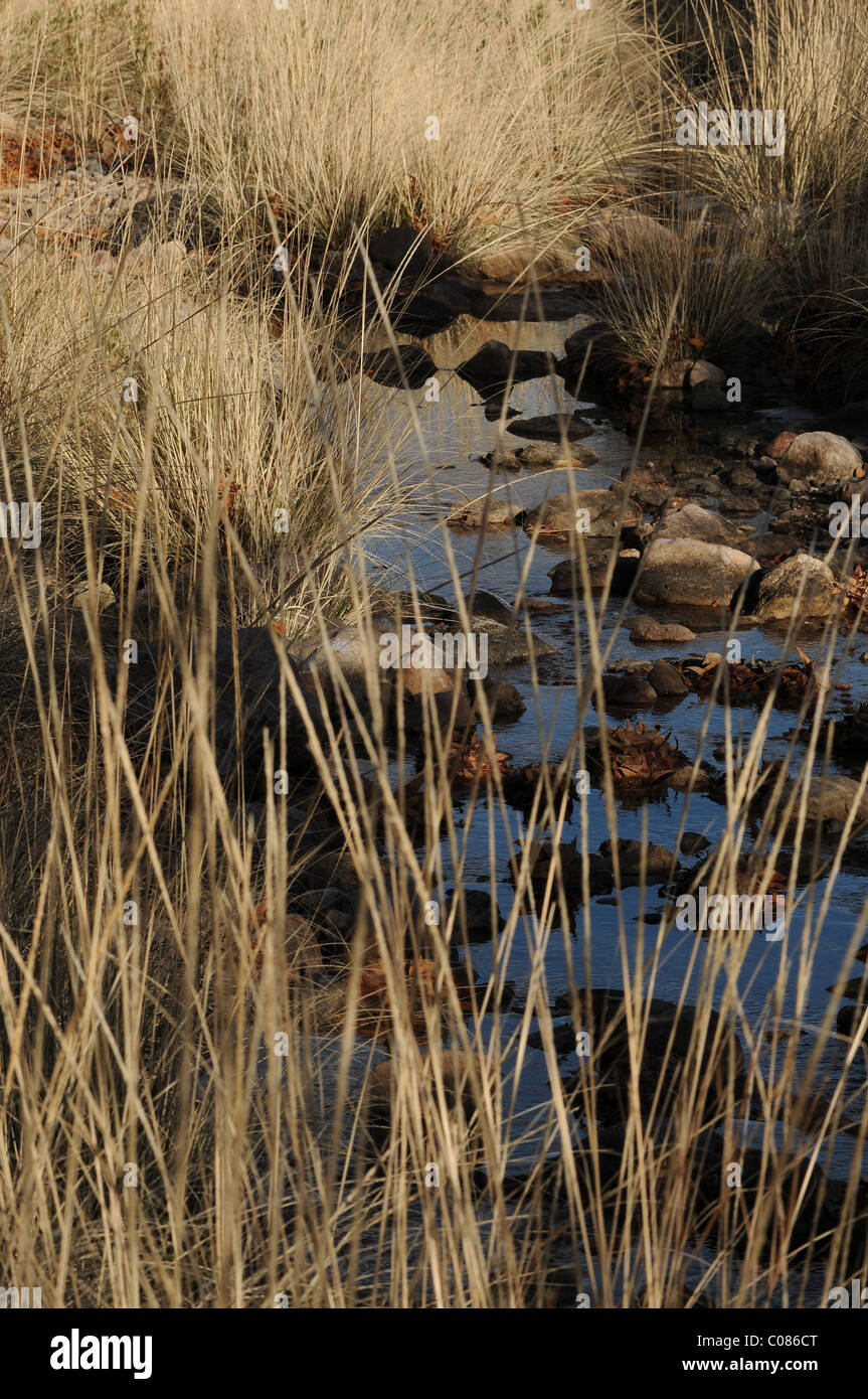 Native grasses grows along Gardner Canyon Creek, Santa Rita Mountains ...