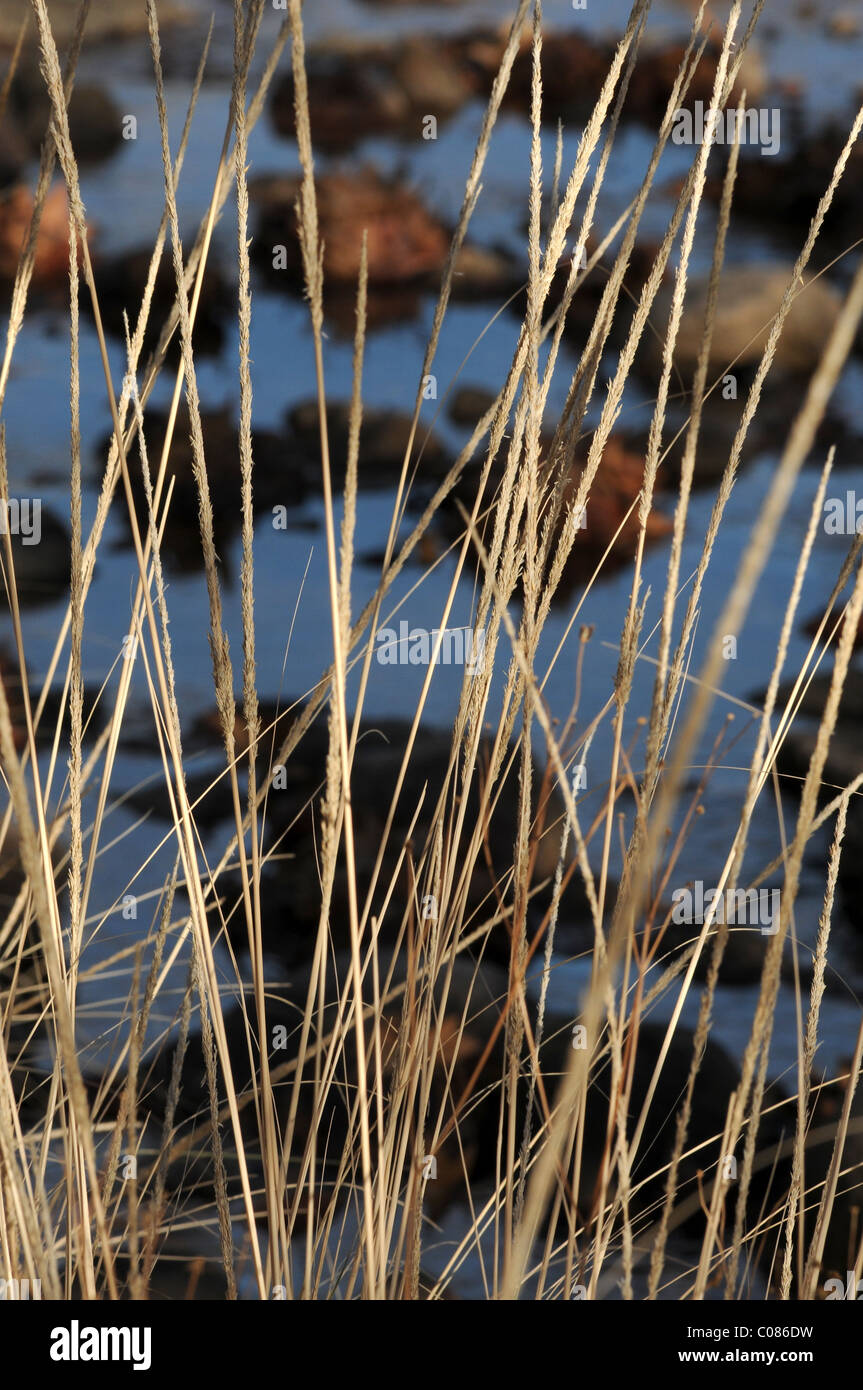 Native grasses grows along Gardner Canyon Creek, Santa Rita Mountains ...